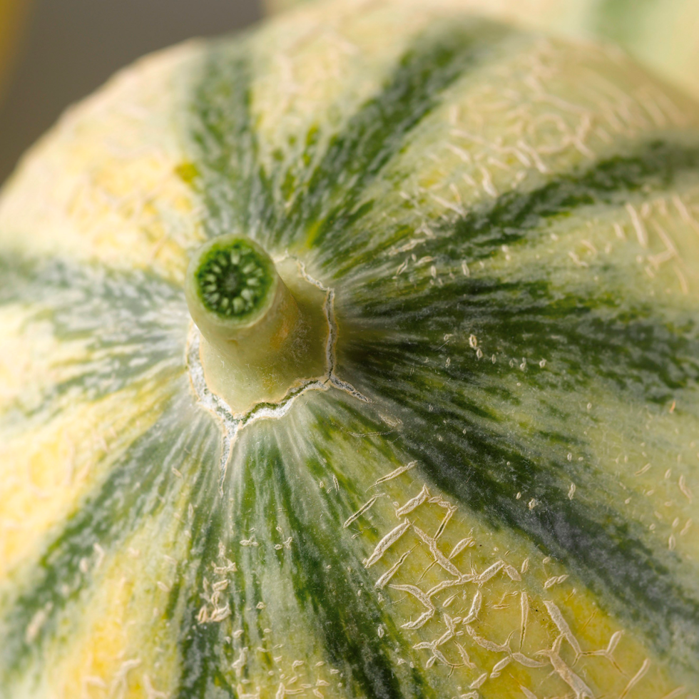 Carte d'identité du melon - Le melon de nos régions